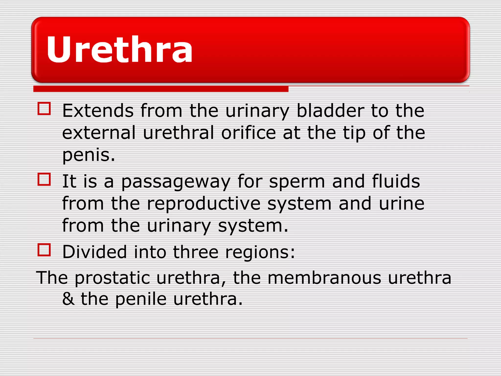 Male reproductive system | PPT