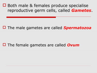 Male reproductive system | PPT