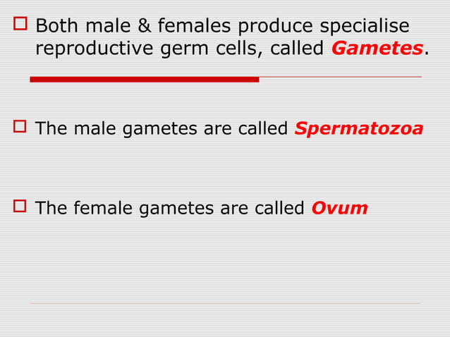 Male reproductive system | PPT | Infertility | Reproductive Health