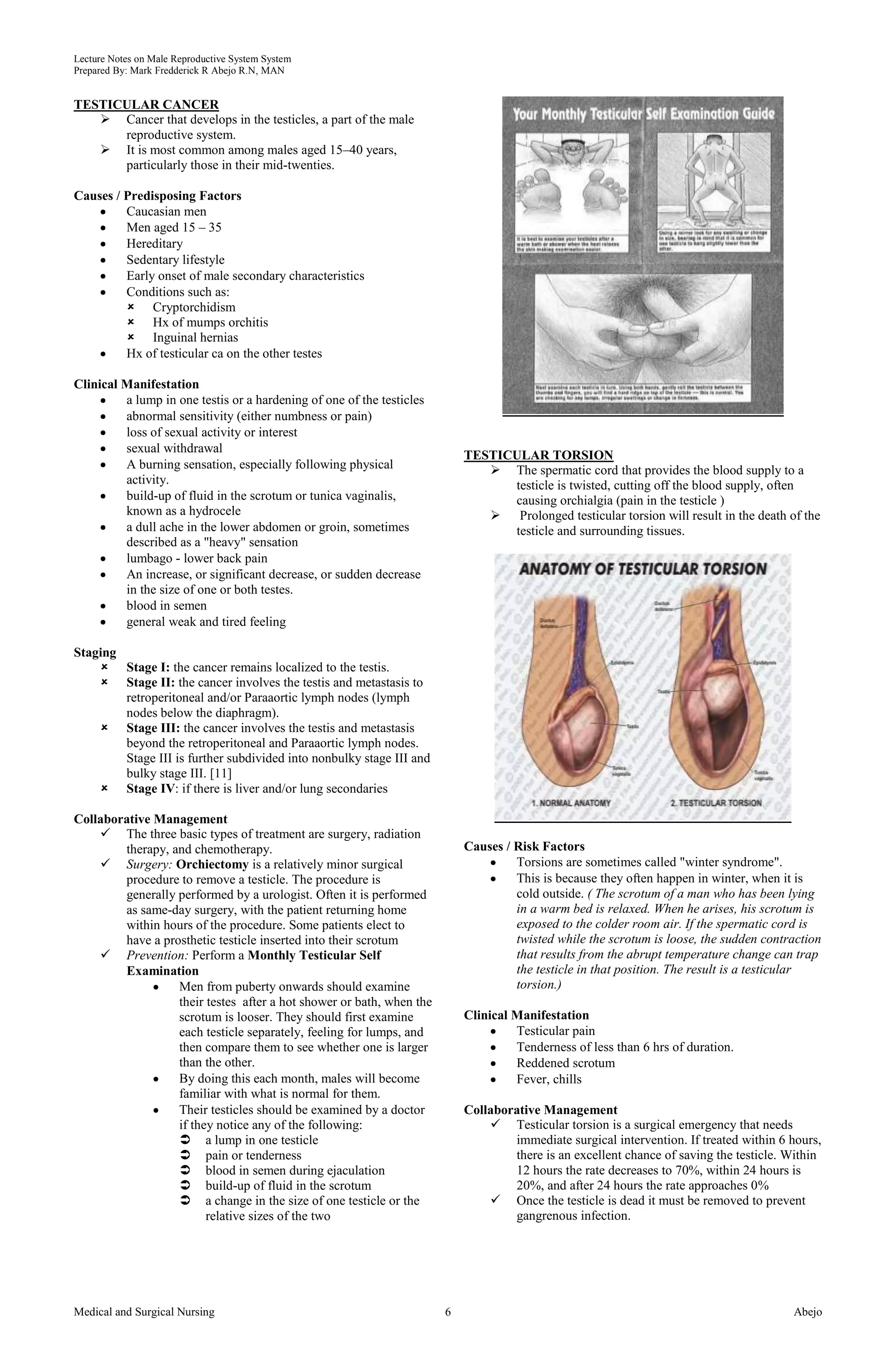 Male reproductive system | PDF