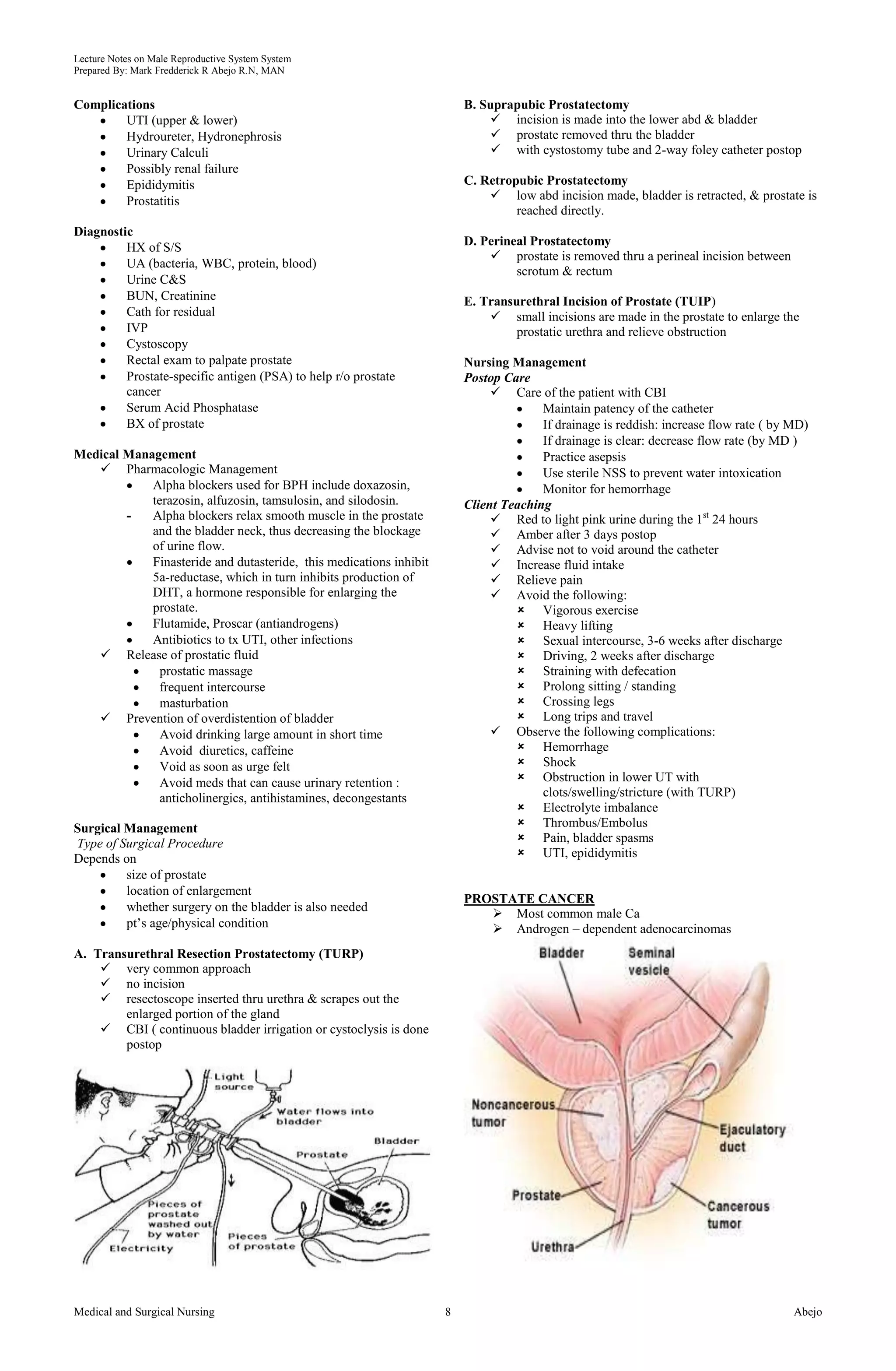 Male reproductive system | PDF