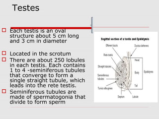 Male reproductive system | PPT