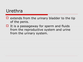 Male reproductive system | PPT
