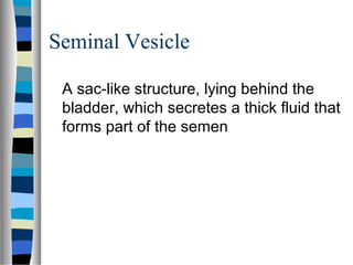 Male reproductive system | PPT
