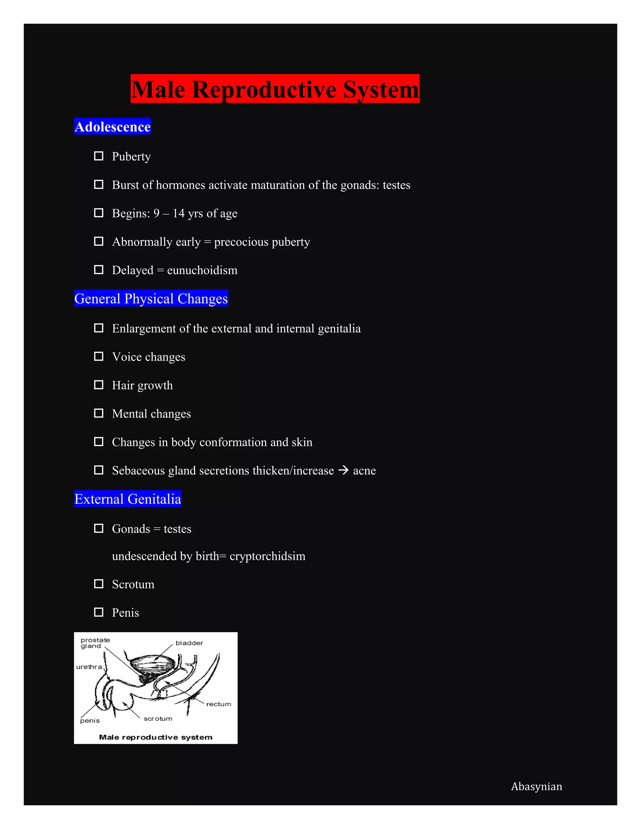 Male reproductive system | DOC