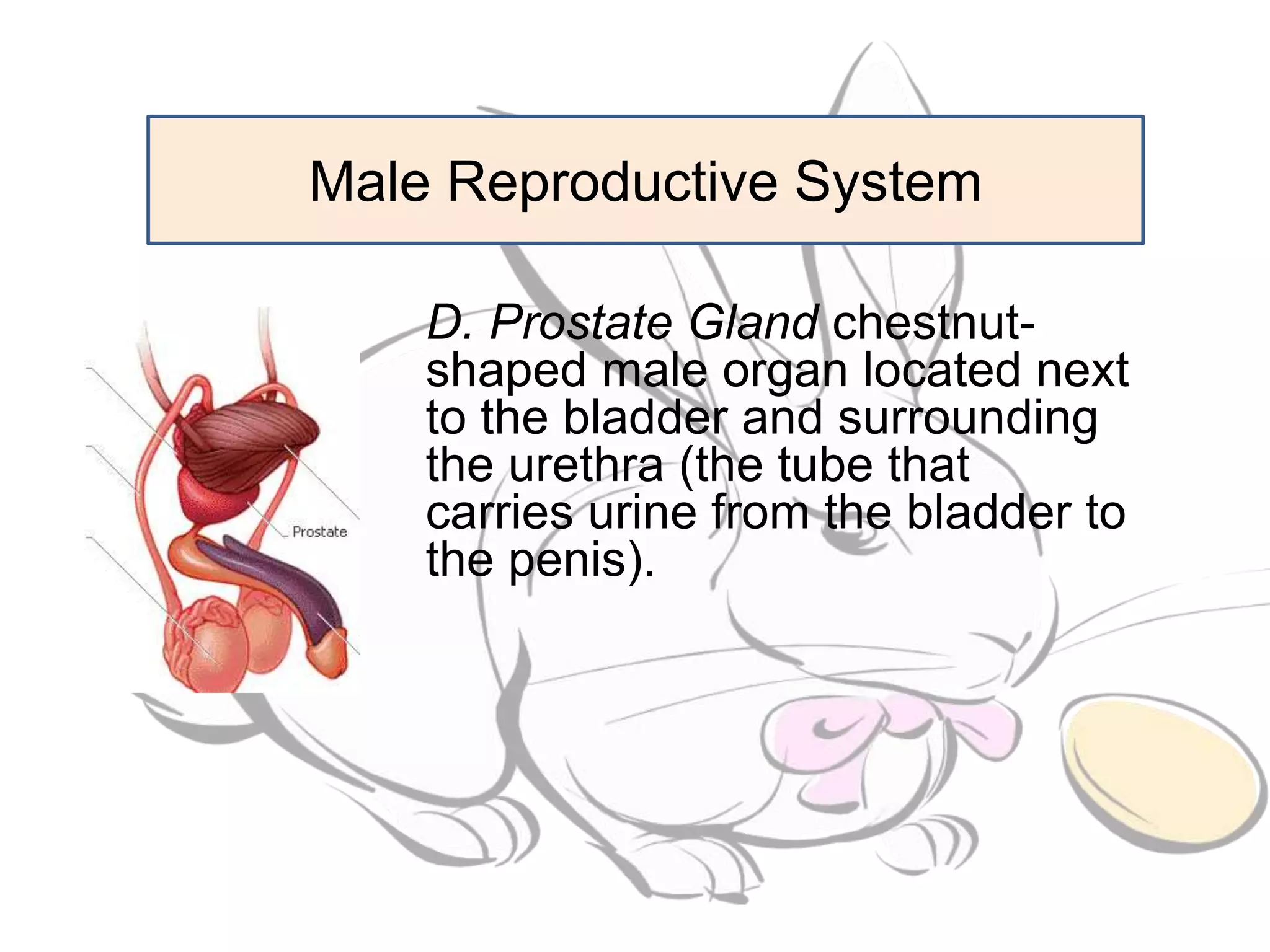 Male reproductive system | PPTX