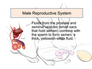 Male reproductive system | PPTX
