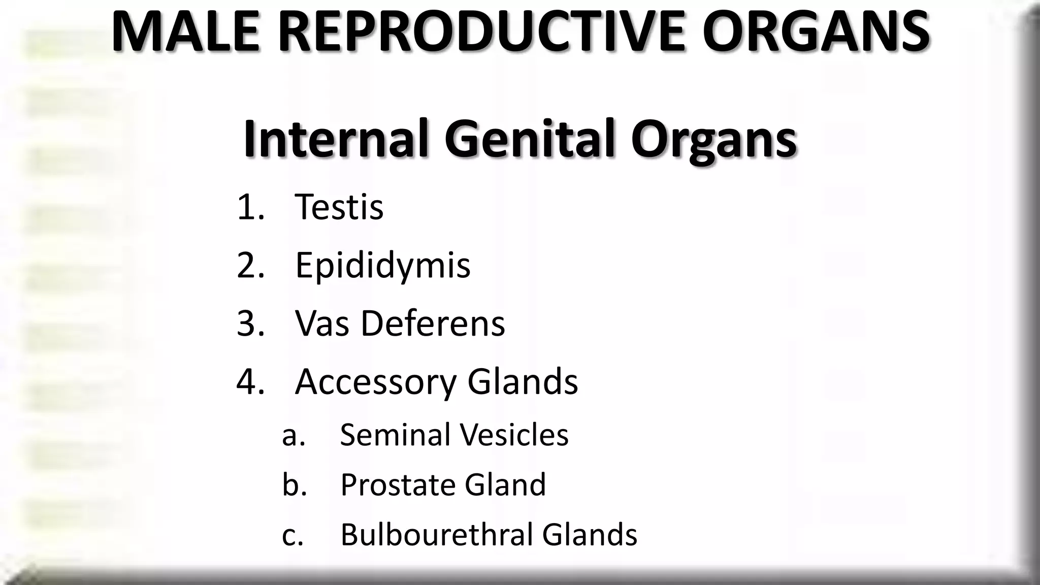 Male reproductive system | PDF