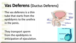 Male reproductive system | PDF | Infertility | Reproductive Health