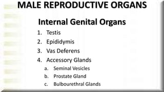 Male reproductive system | PDF | Infertility | Reproductive Health