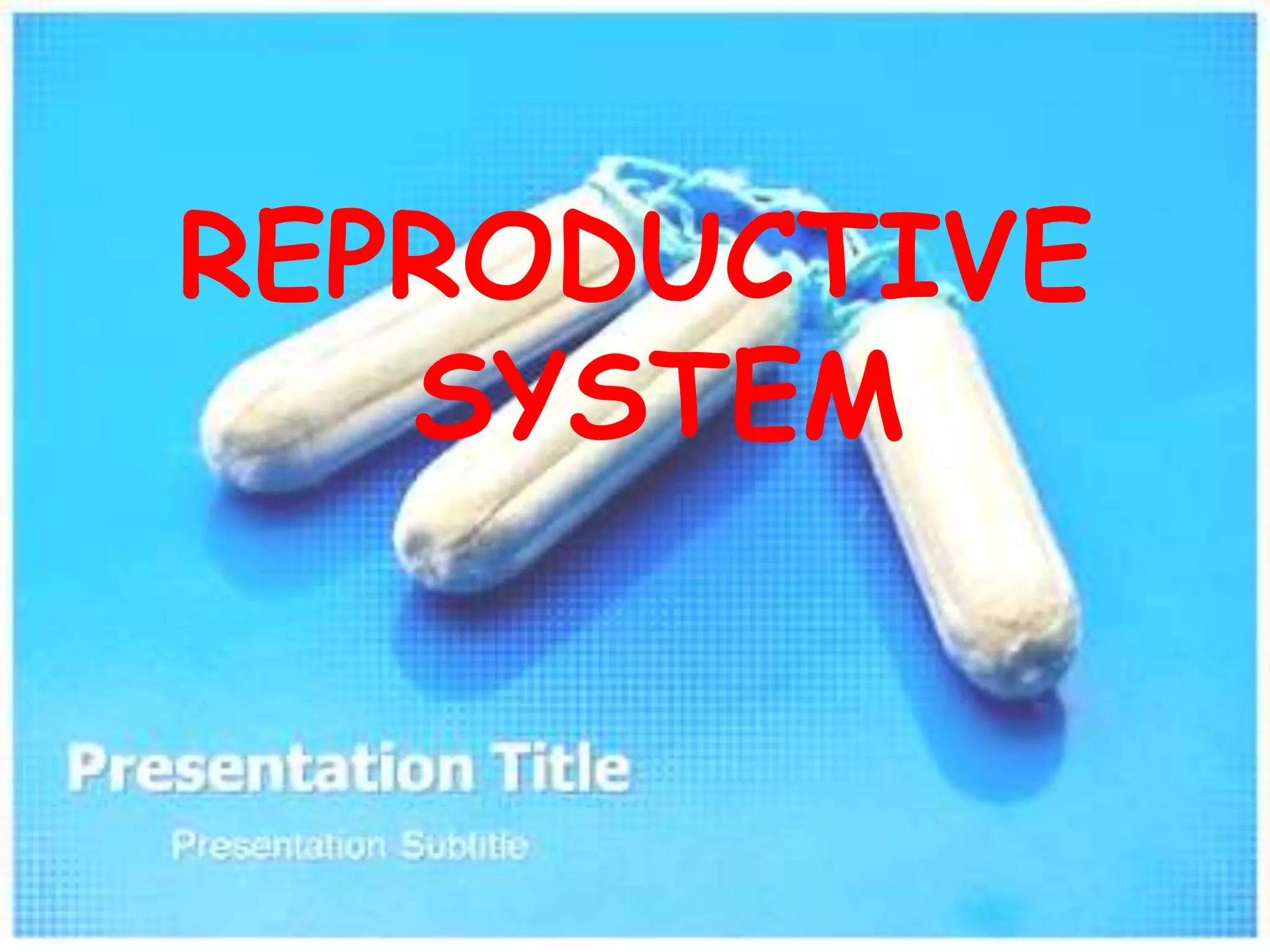 Male Reproductive System | PPT