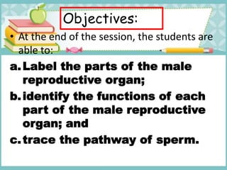 Male Reproductive System | PPT