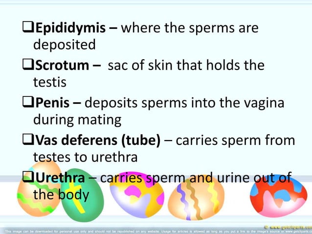 Male Reproductive System | PPT