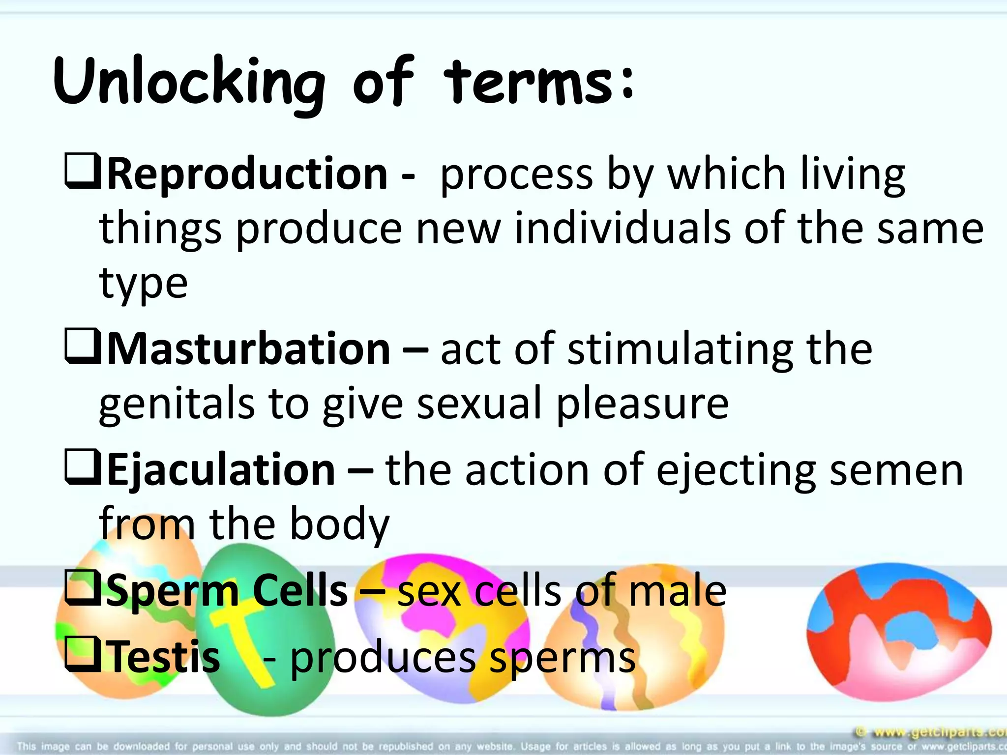 Male Reproductive System | PPTX