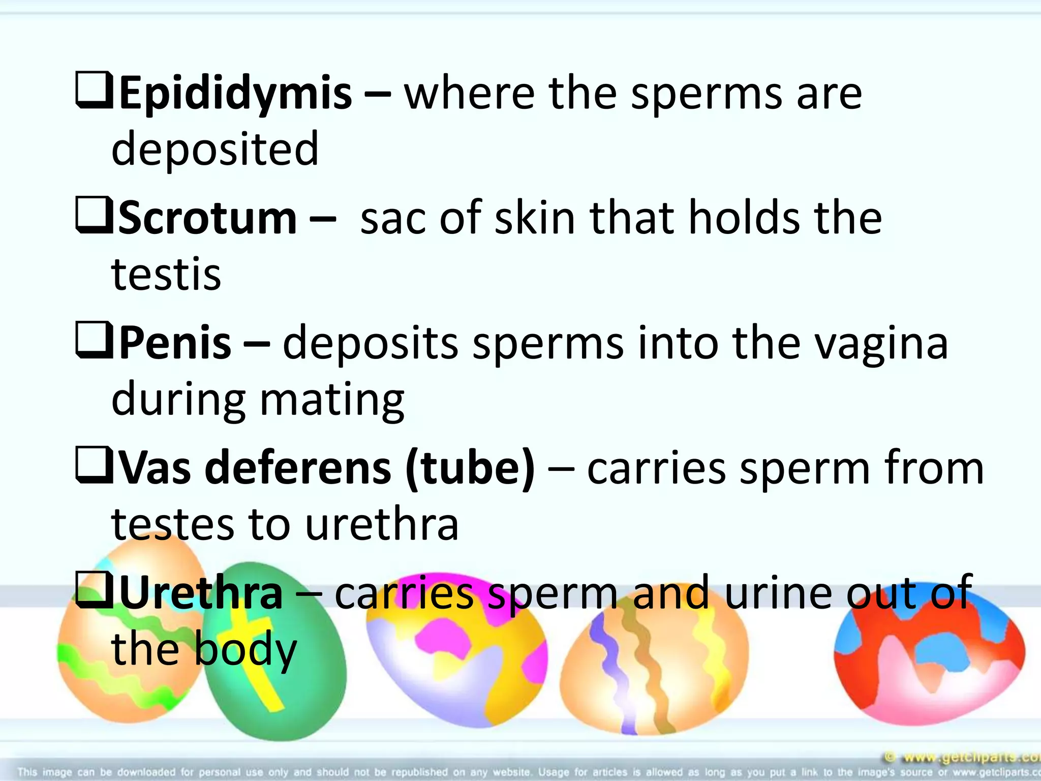 Male Reproductive System | PPTX