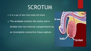 Male reproductive system | PPTX