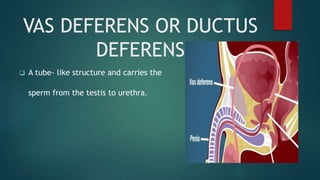 Male reproductive system | PPTX