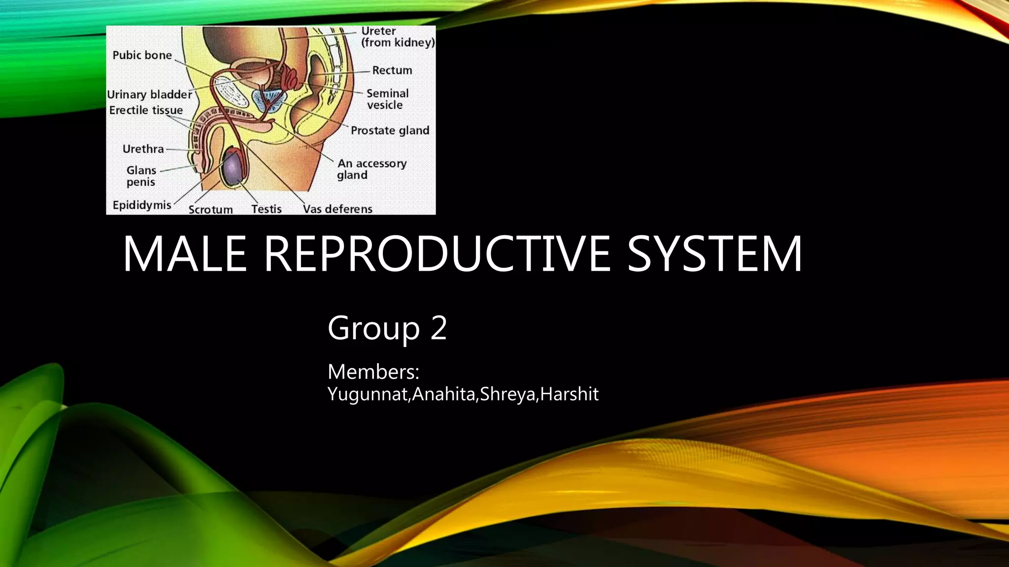 Male reproductive system | PPT
