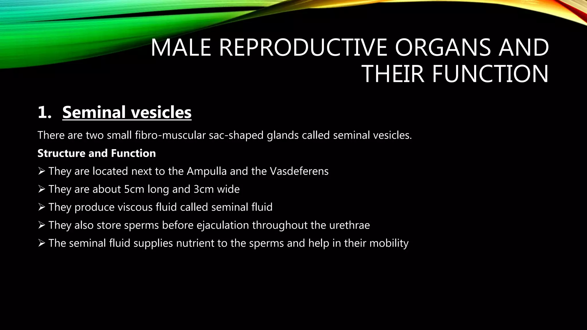 Male reproductive system | PPT