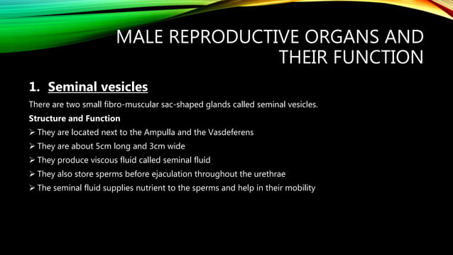 Male reproductive system | PPT
