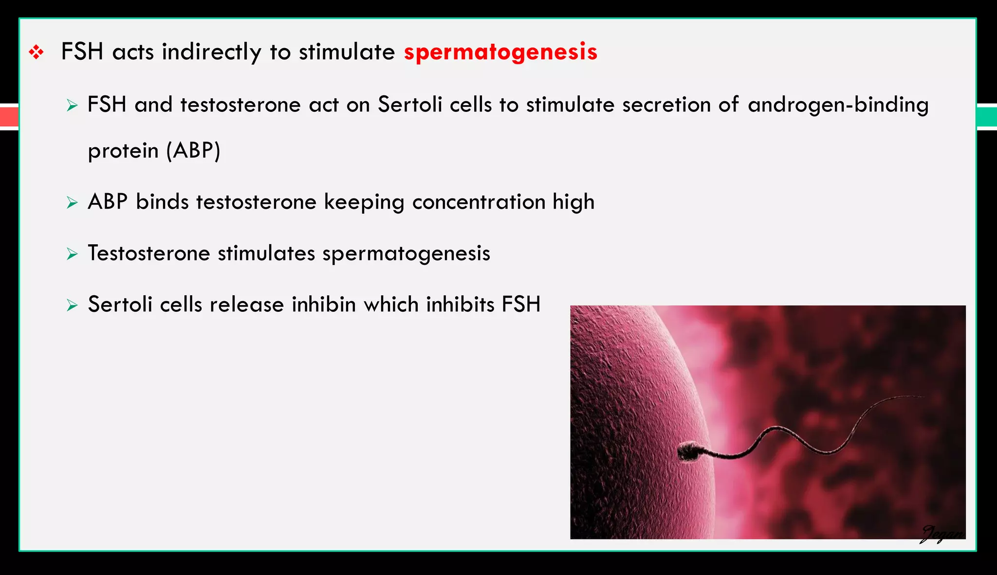 Male reproductive system | PDF