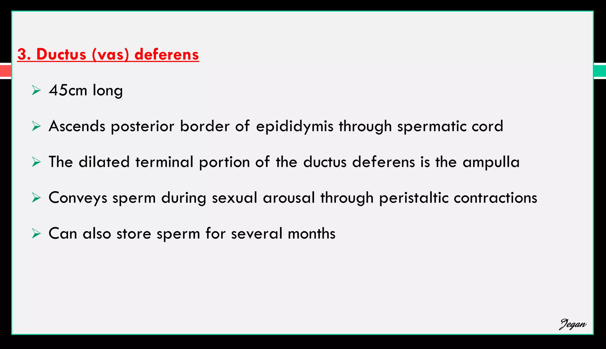 Male reproductive system | PDF