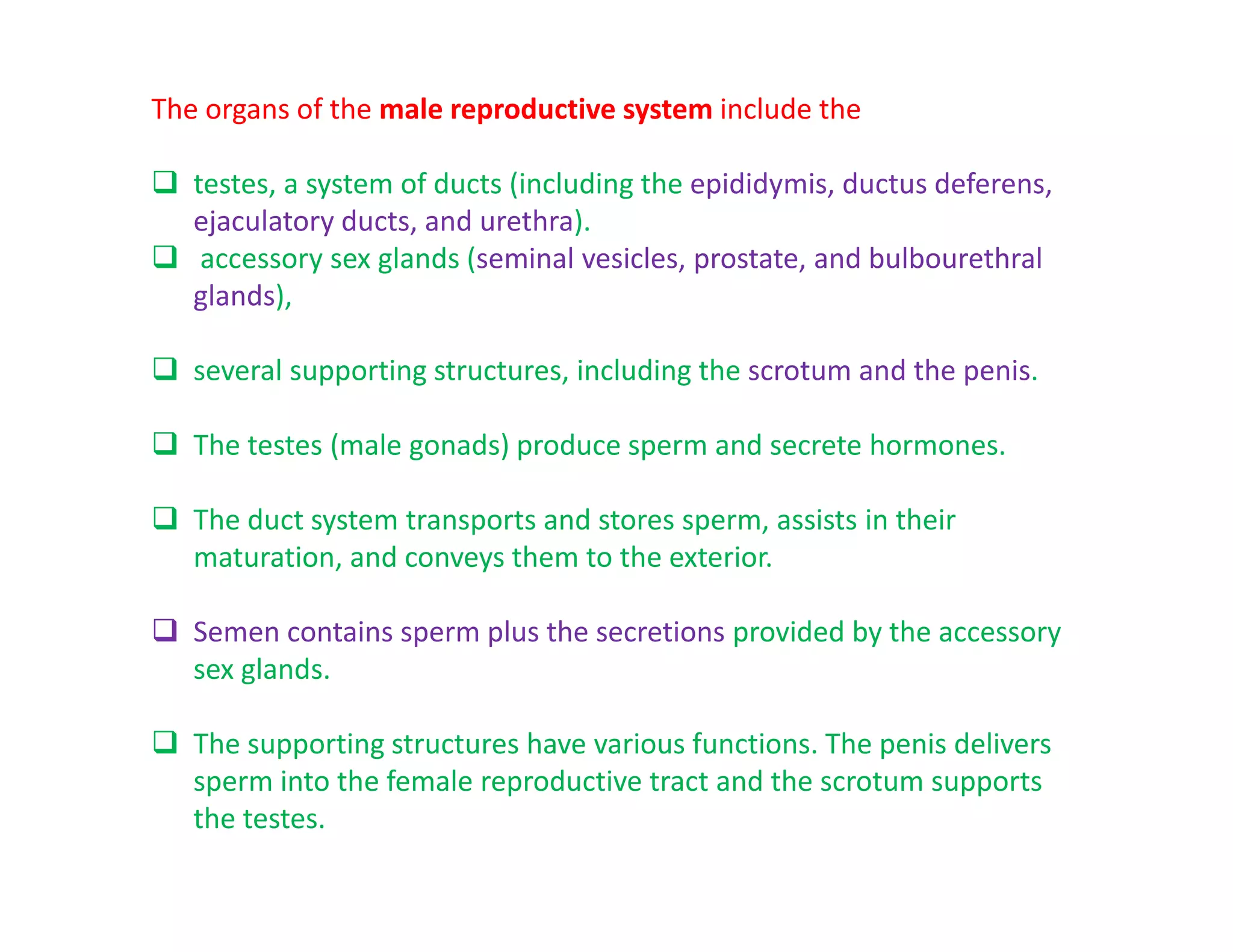 Male reproductive system | PDF