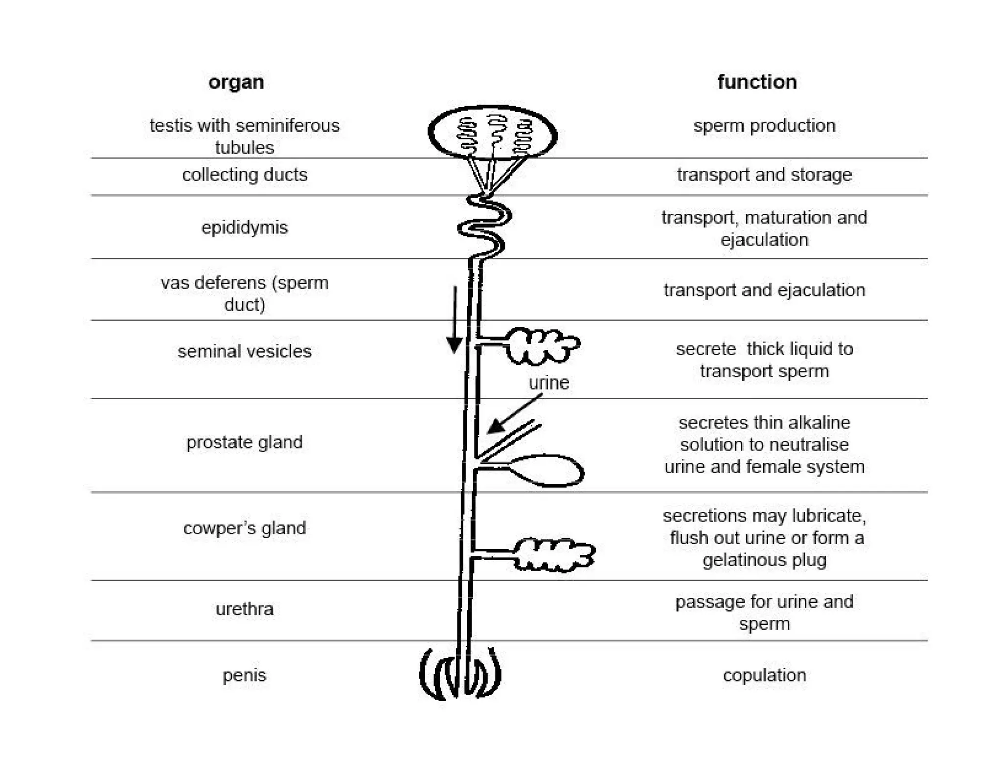 Male reproductive system | PDF