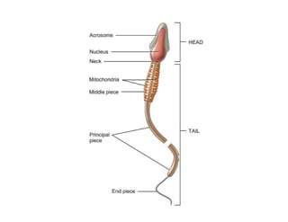 Male reproductive system | PDF