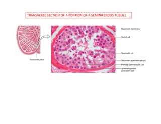 Male reproductive system | PDF