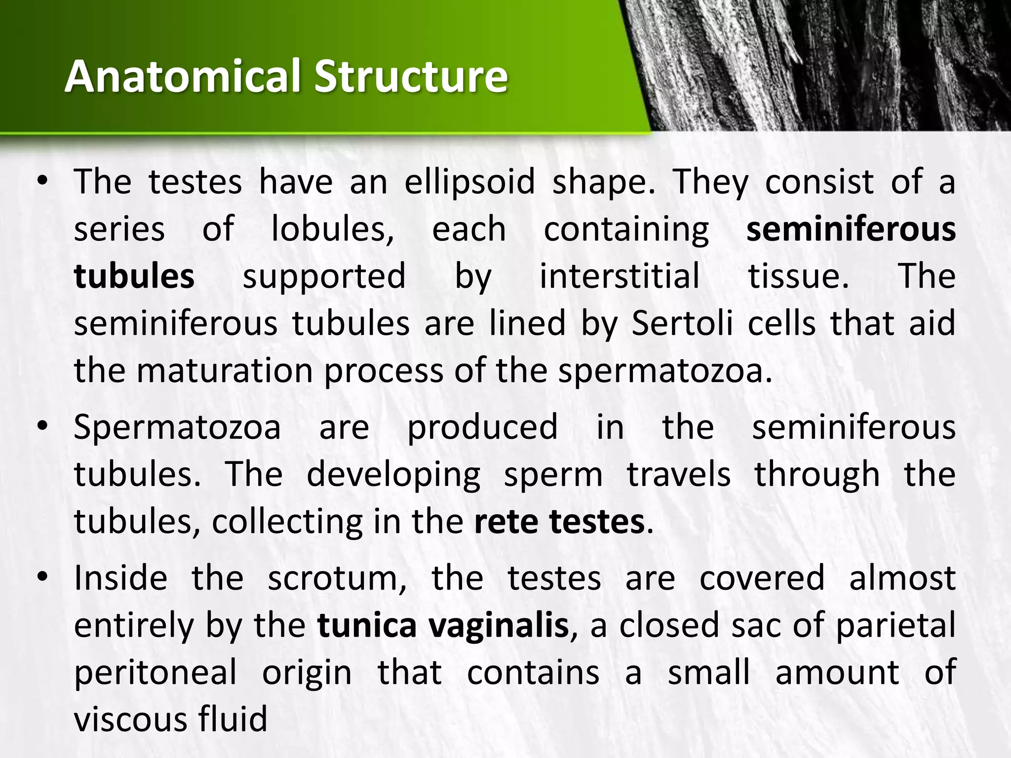 Male reproductive system | PPTX