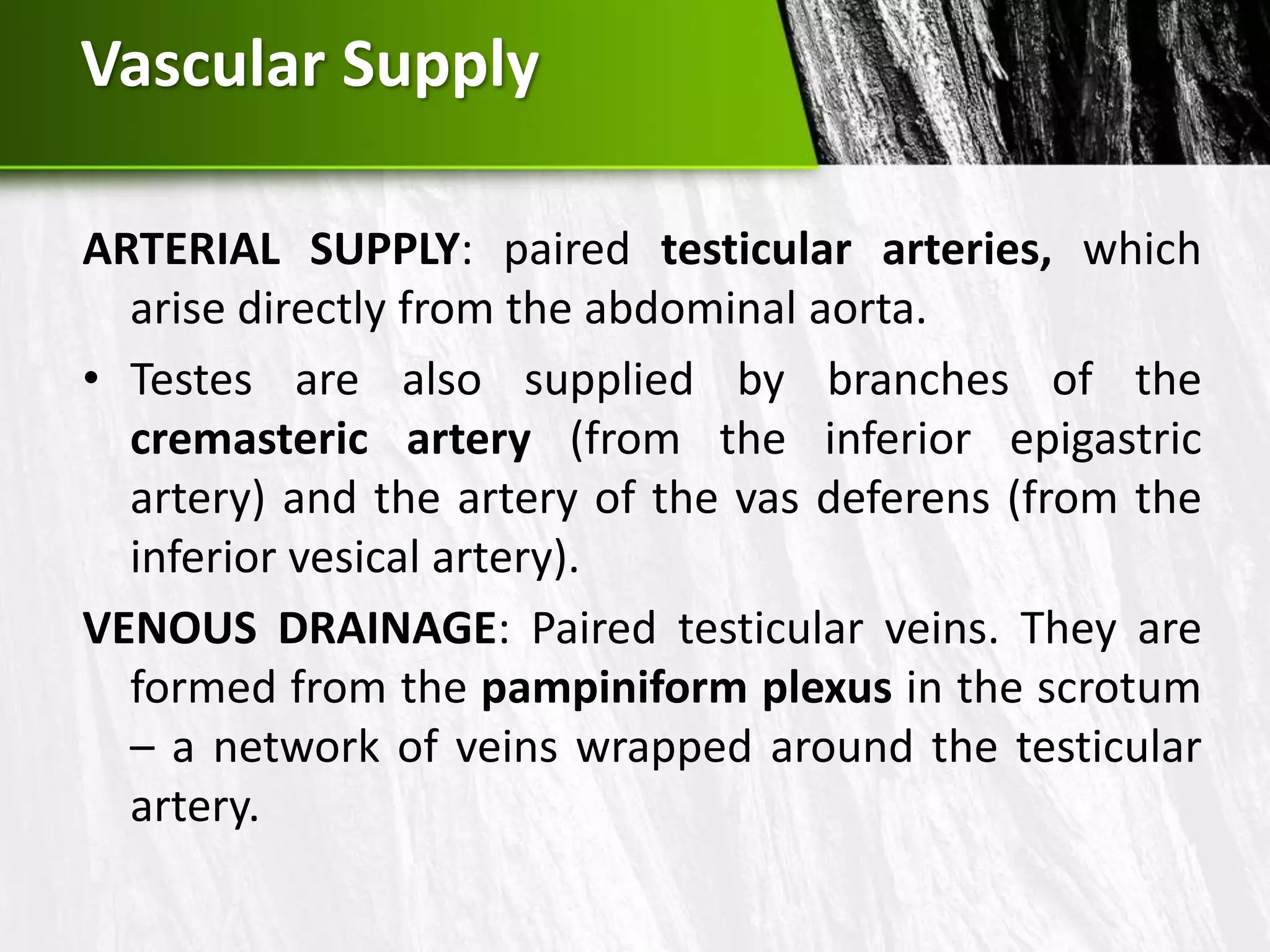 Male reproductive system | PPTX