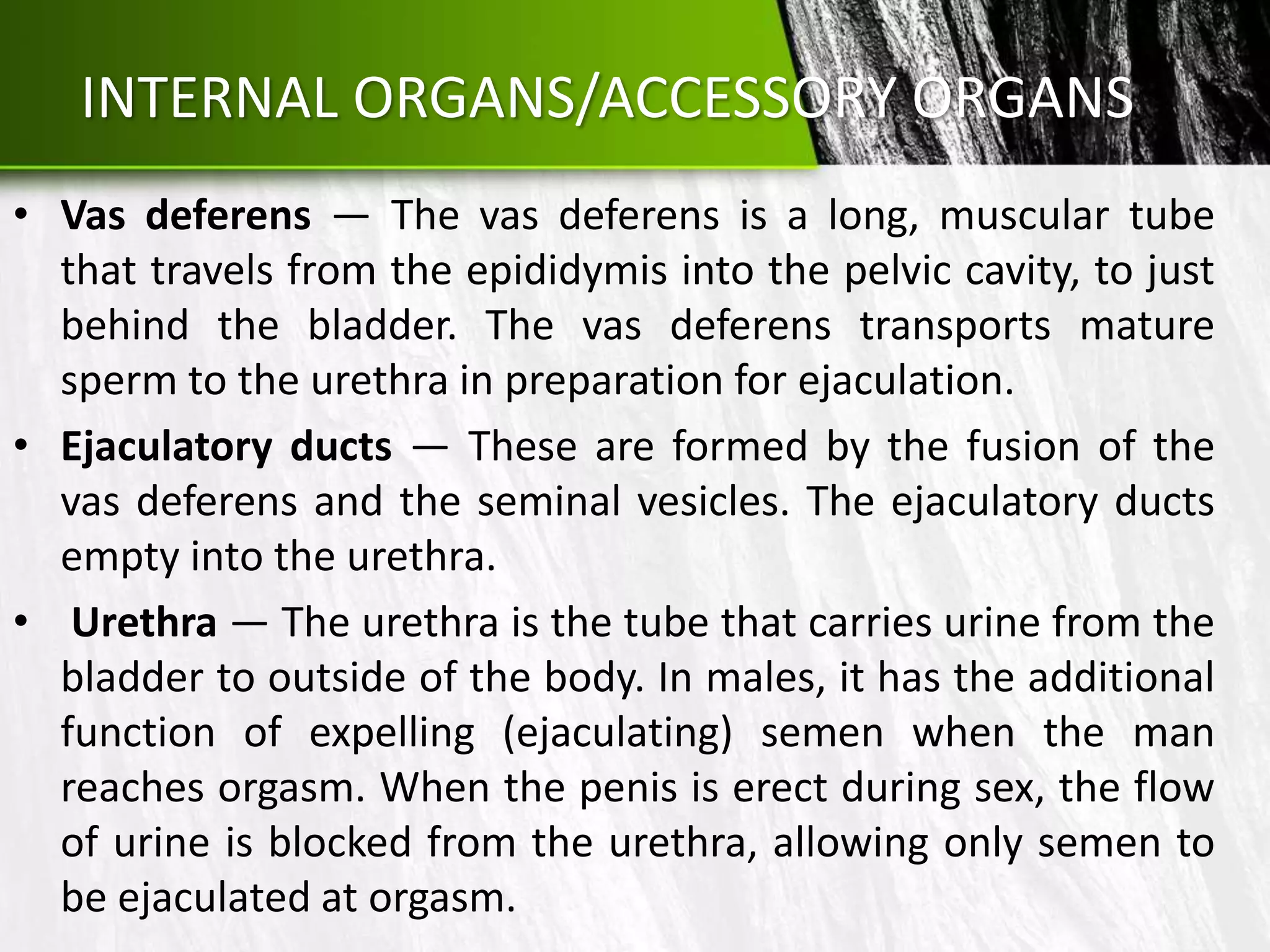 Male reproductive system | PPTX