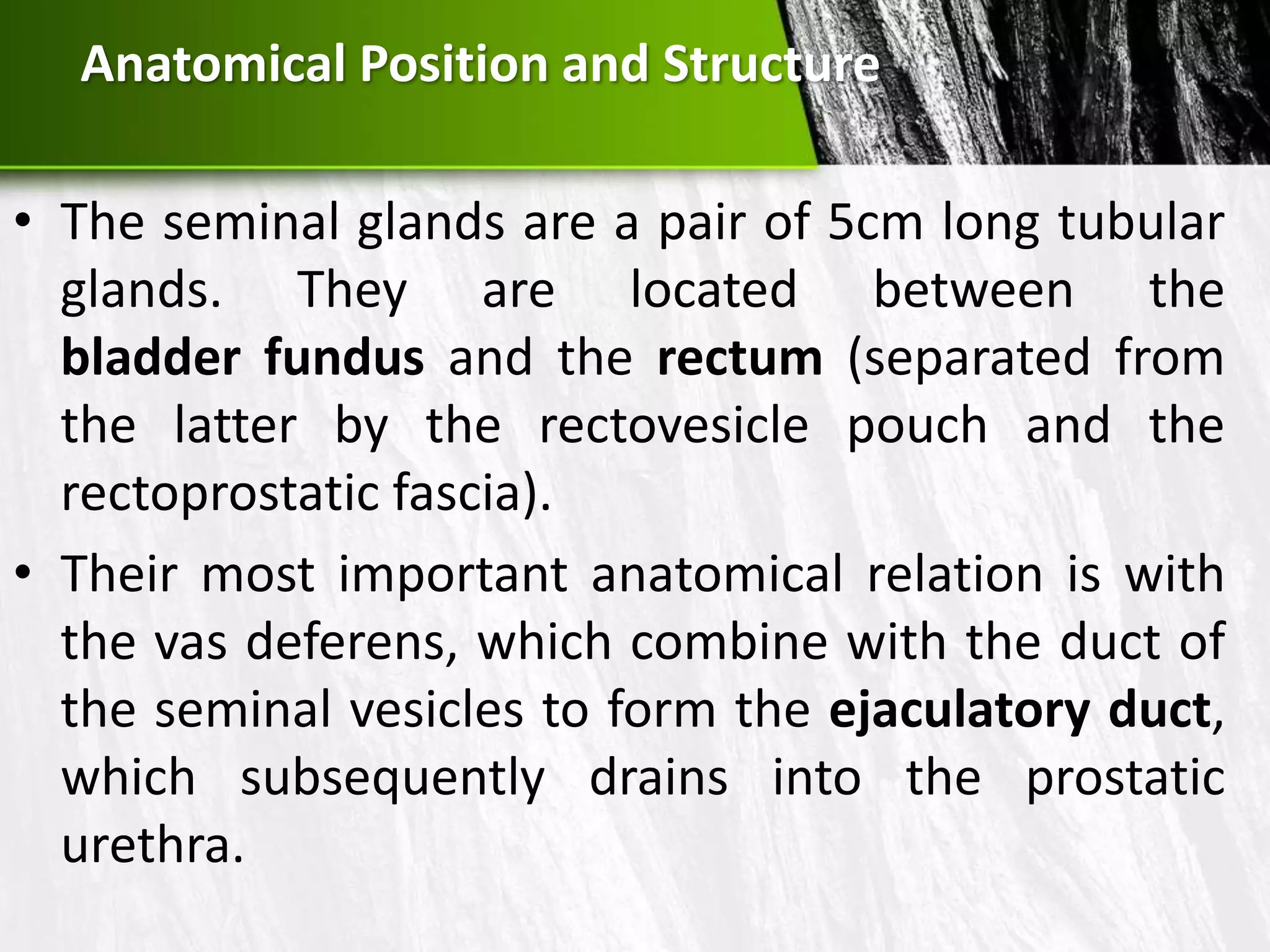 Male reproductive system | PPTX