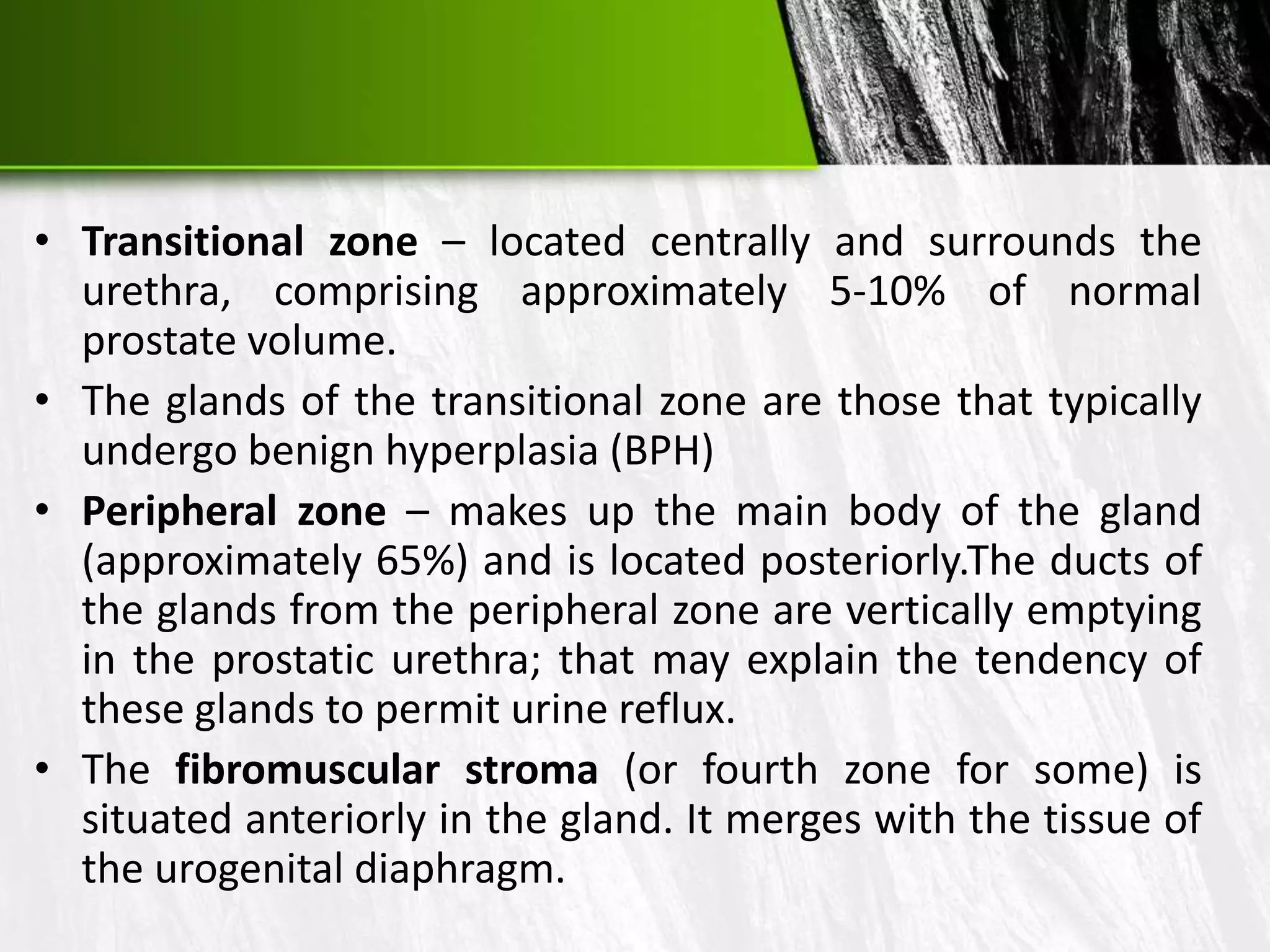 Male reproductive system | PPTX