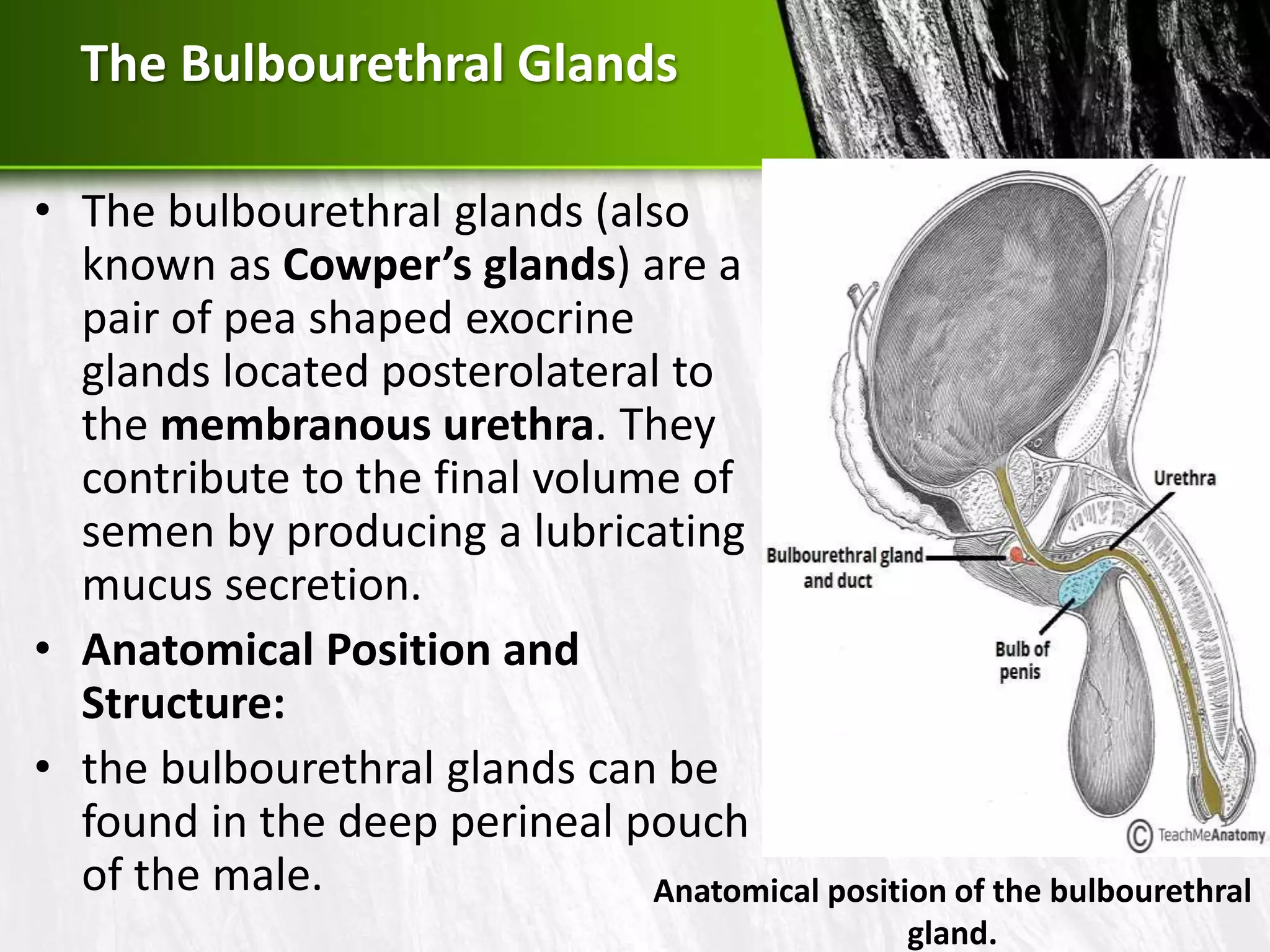 Male reproductive system | PPTX
