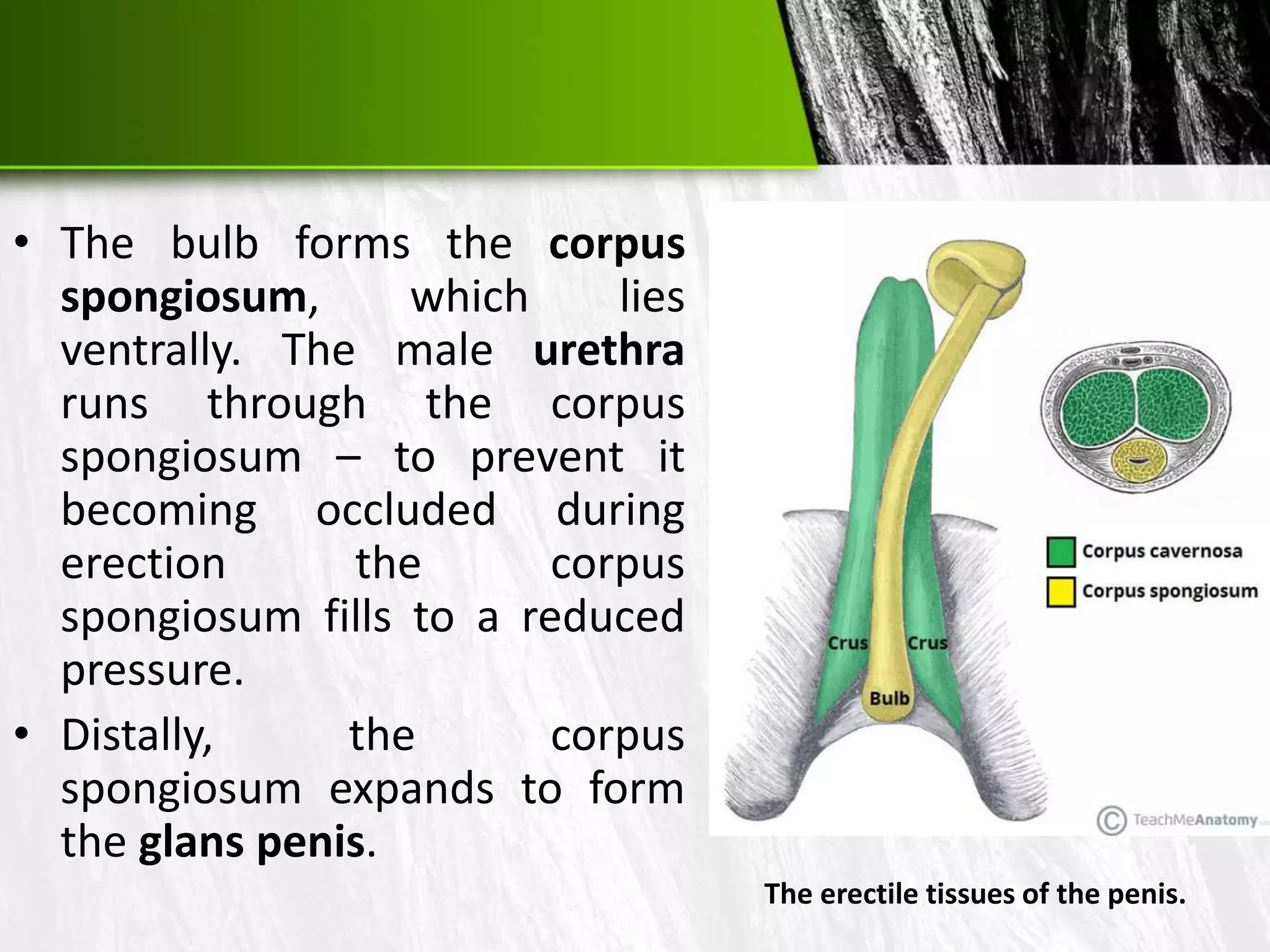 Male reproductive system | PPTX