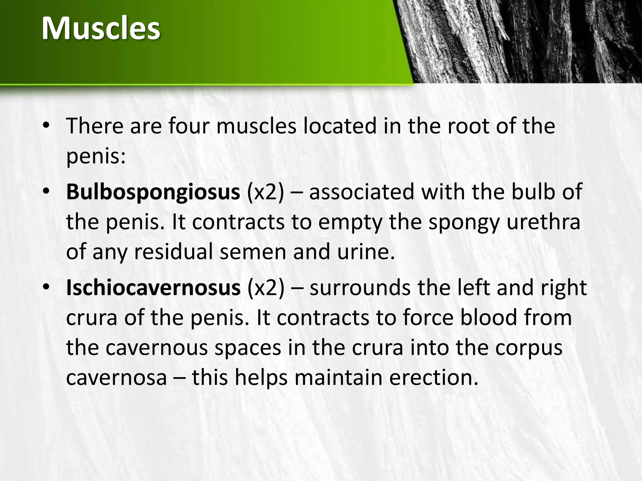 Male reproductive system | PPTX