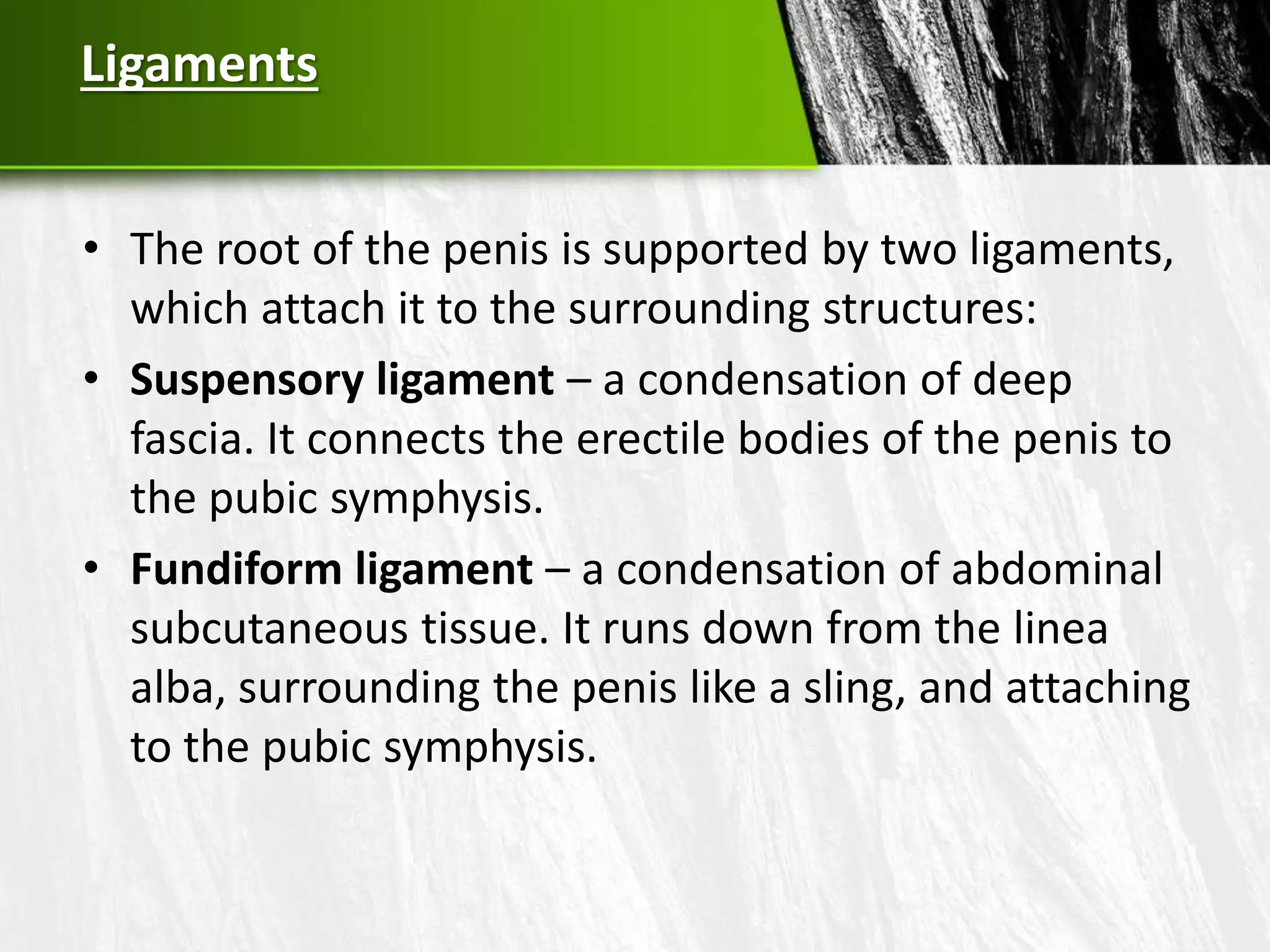 Male reproductive system | PPTX