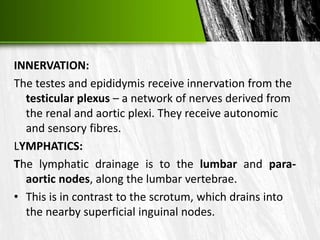 Male reproductive system | PPTX