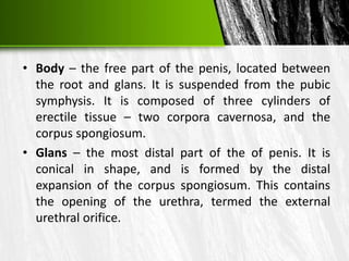 Male reproductive system | PPT