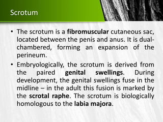 Scrotal Raphe