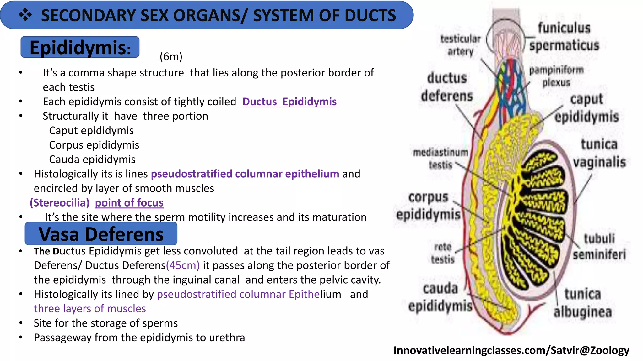 Male Reproductive System | PPT