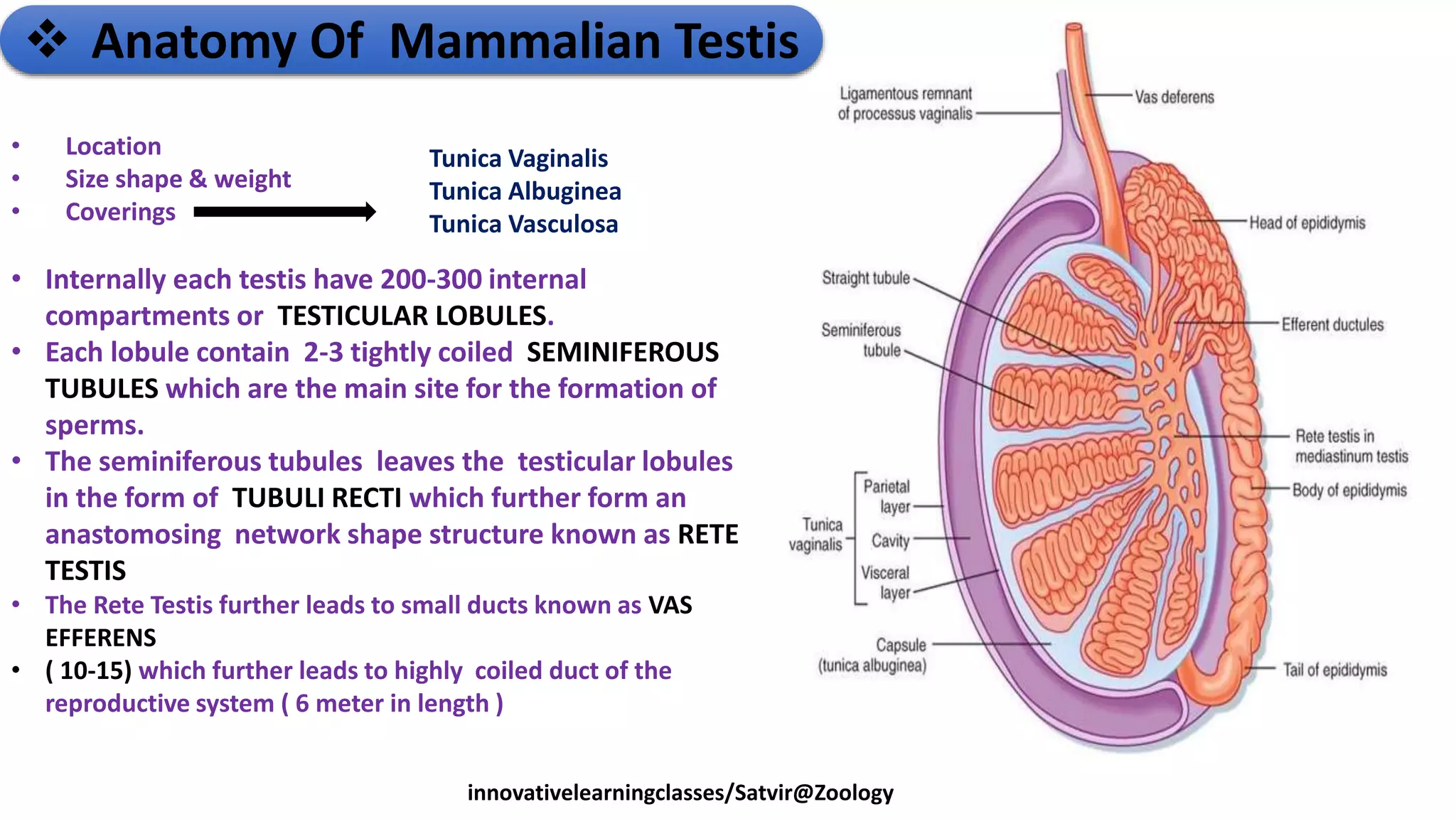 Male Reproductive System | PPTX | Infertility | Reproductive Health