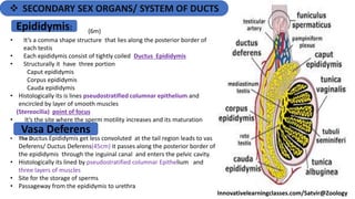 Male Reproductive System | PPTX