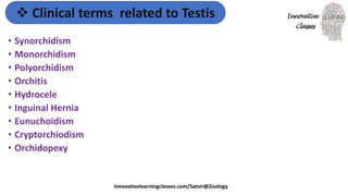 Male Reproductive System | PPTX