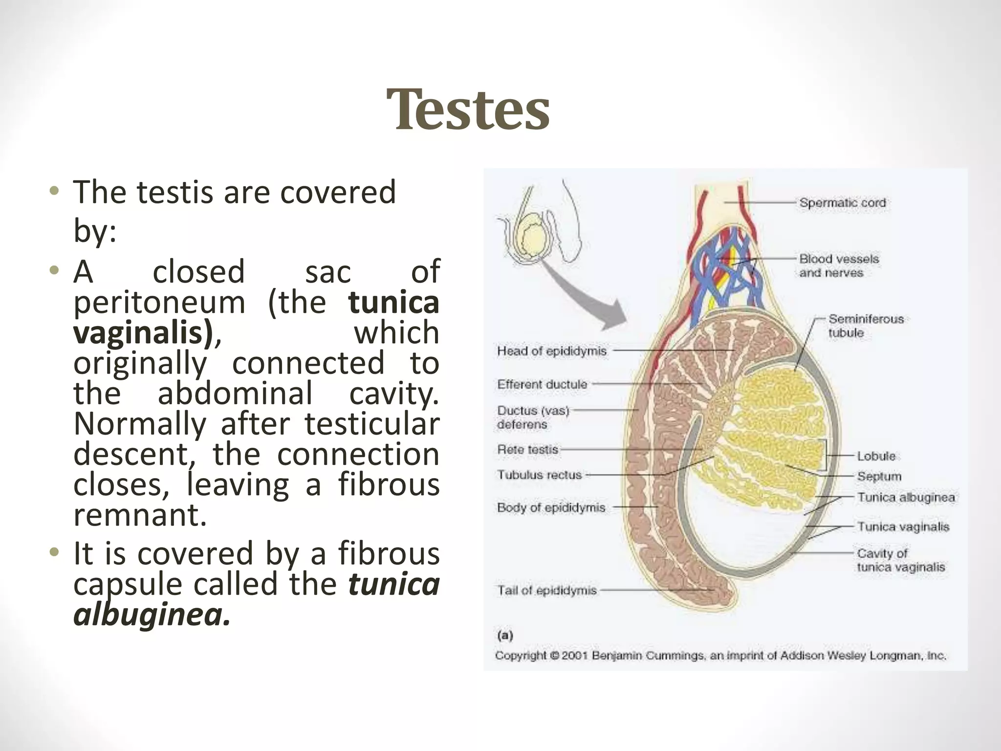 Male reproductive system | PDF