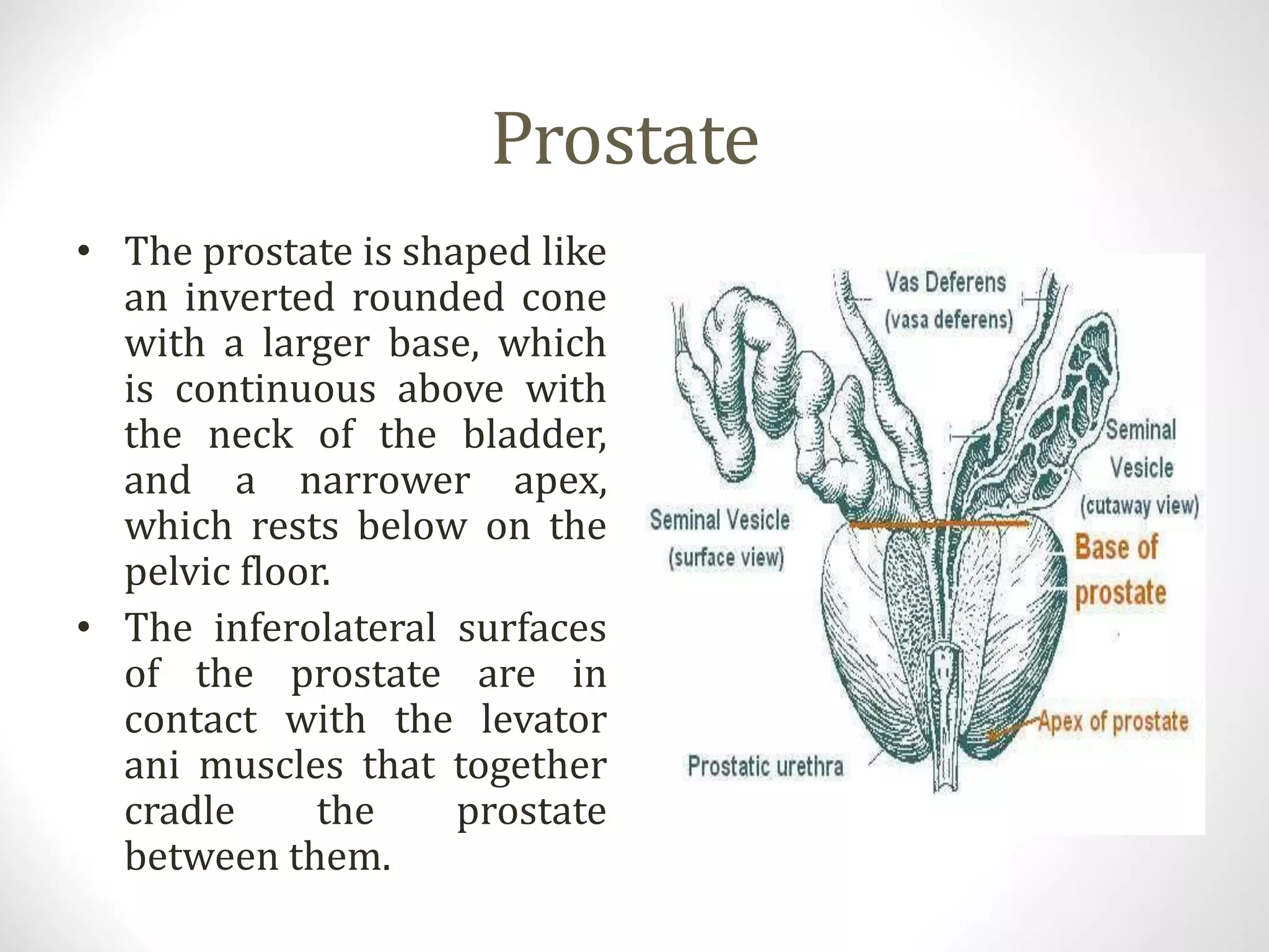 Male reproductive system | PDF