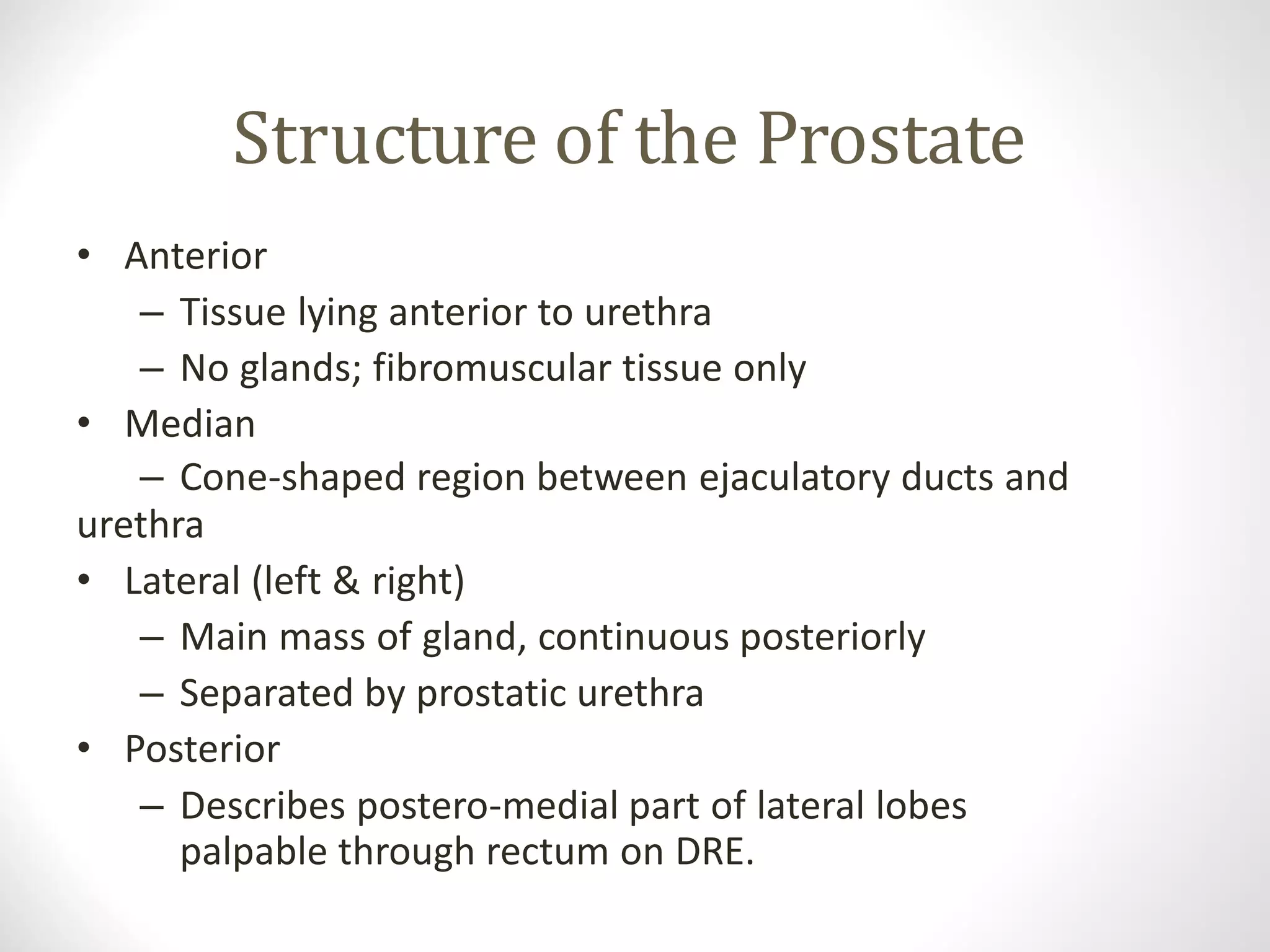 Male reproductive system | PDF