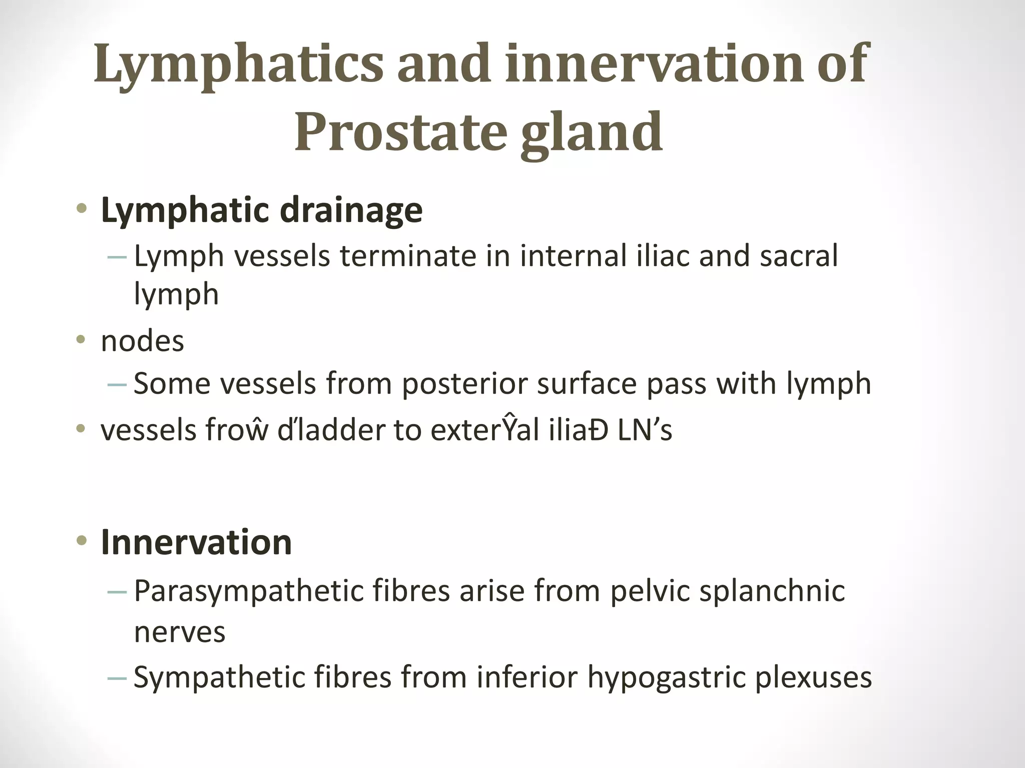 Male reproductive system | PDF